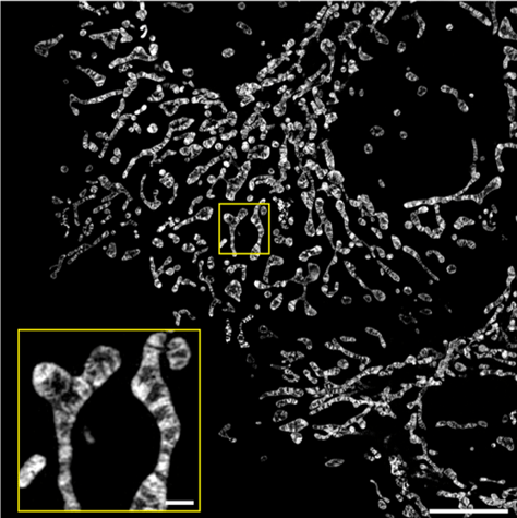 Hot Plasmids February 2024